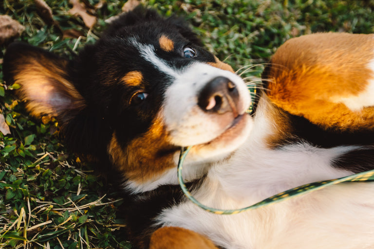 Dapper Bear Clothiers